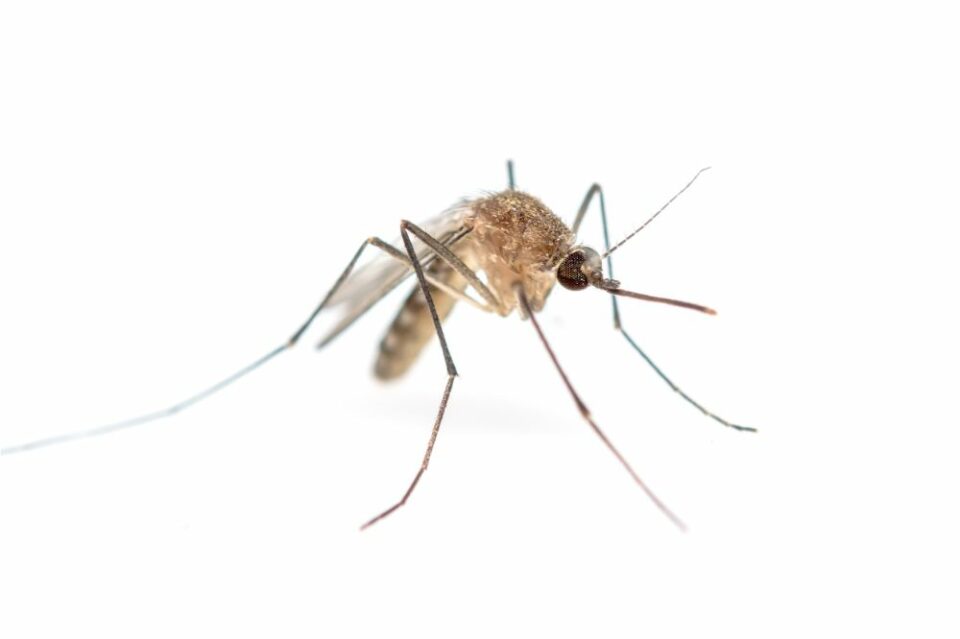 How Many Teeth Does a Mosquito Have? (Details)