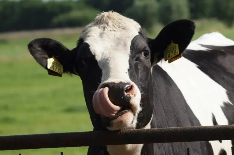 Cows Teeth: How Many Teeth Do Cows Have?