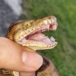 How Many Teeth Do Snakes Have? (Common Questions & Myths)