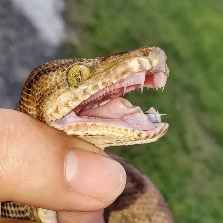 How Many Teeth Do Snakes Have? (Common Questions & Myths)