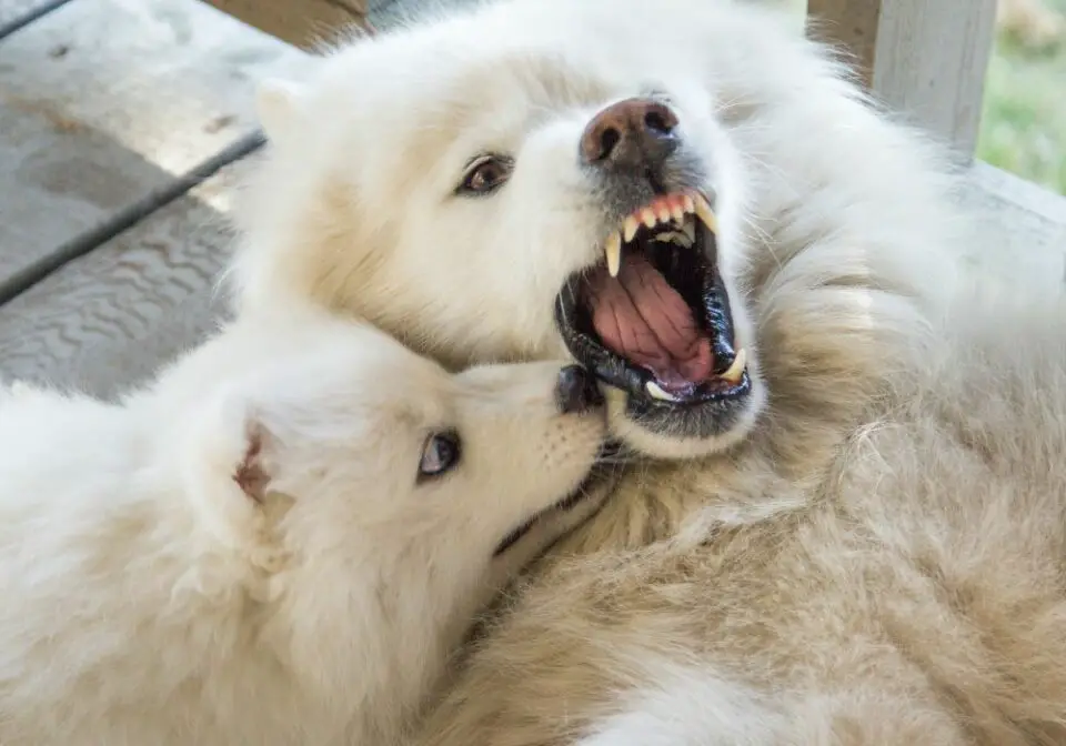 Why Does My Dog Growl and Show Teeth When I Pet Him? (6 Common Reasons)
