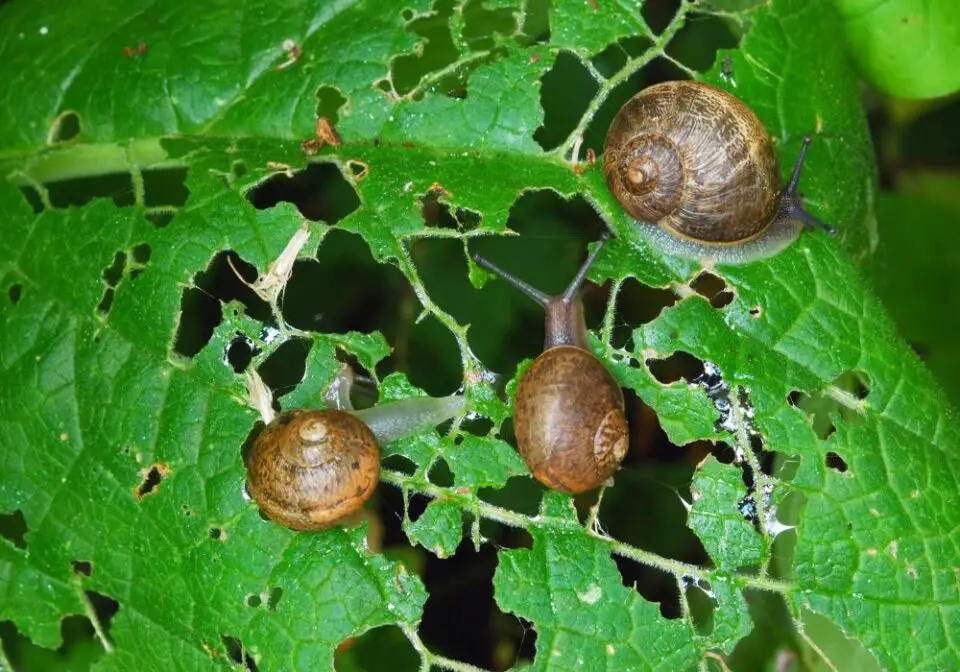 How Many Teeth Do Snails Have? (With Fun Facts)