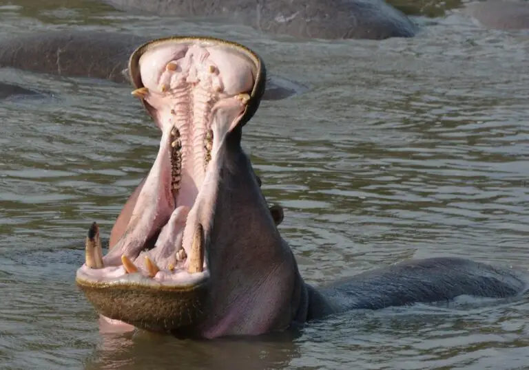 How Many Teeth Do Hippos Have? (A Complete Guide)