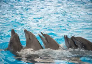 How Many Teeth Do Dolphins Have? (Facts About Dolphins)