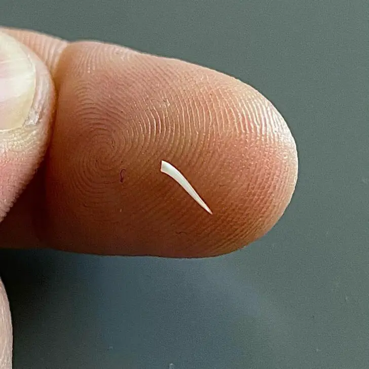 How Many Teeth Do Snakes Have? (Common Questions & Myths)