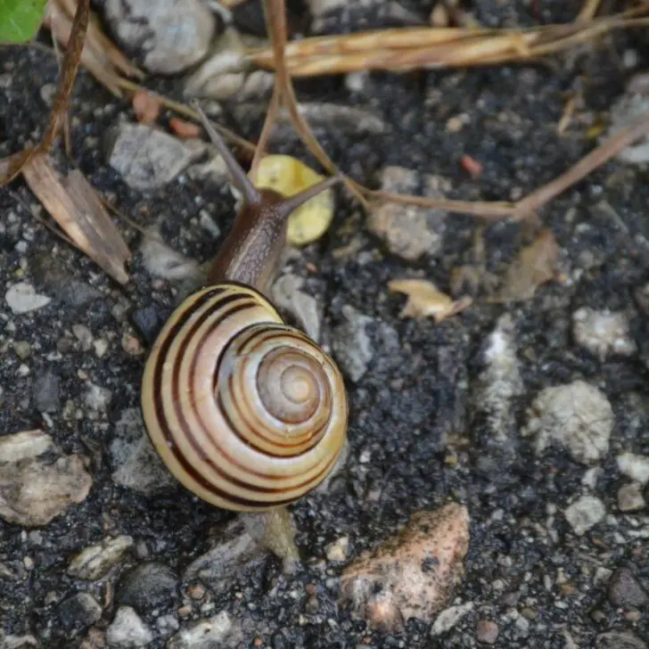 What Animal Has the Most Teeth? (Top 6 Animals)