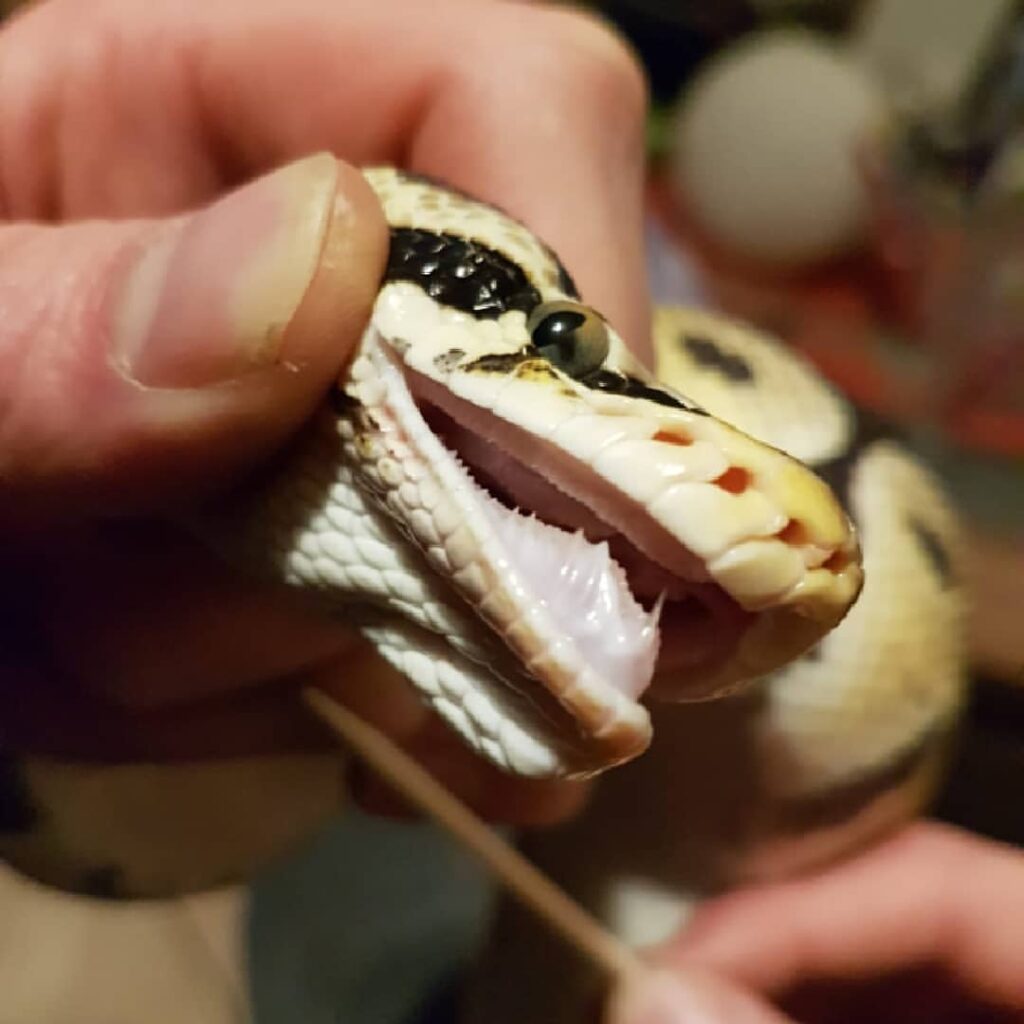 How Many Teeth Do Snakes Have? (Common Questions & Myths)