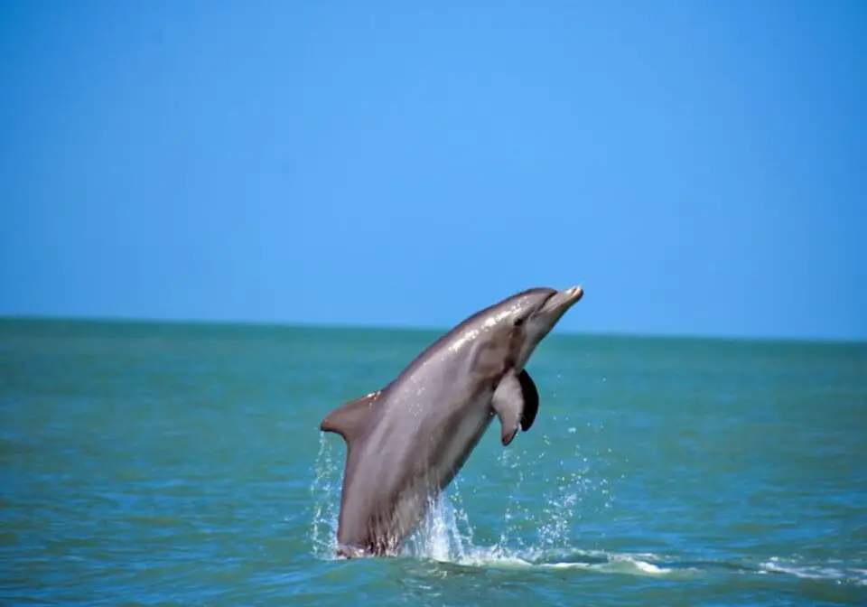 How Many Teeth Do Dolphins Have? (Facts About Dolphins)