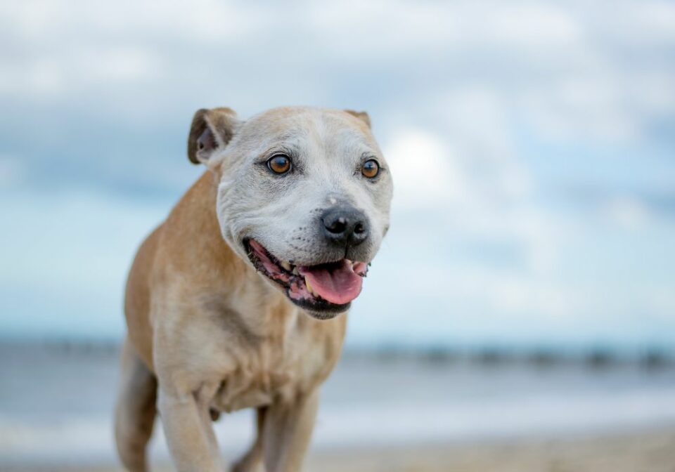 Old Dog Teeth Issues: How To Prevent & Care For Them