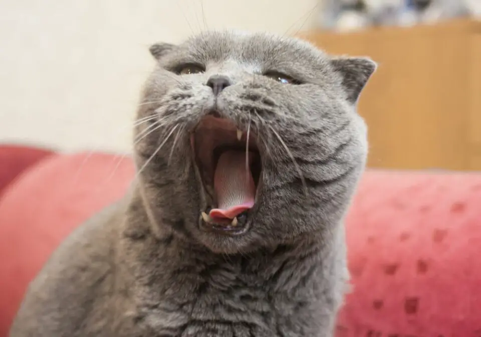 How Many Teeth Do Cats Have? (Dental Health)