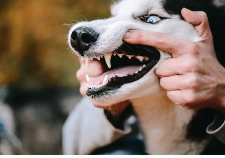 How Many Teeth Do Dogs Have? (Dental Care)