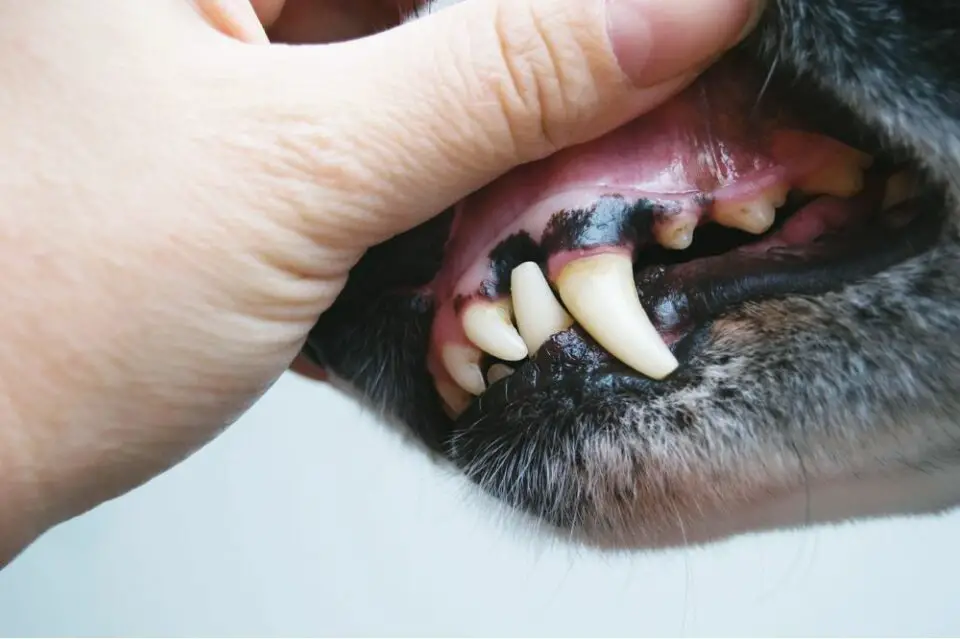 How to Remove Tartar from a Dog’s Teeth? (3 Ways)