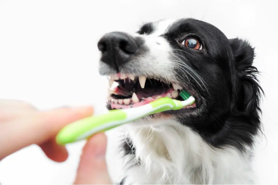 How to Remove Tartar from a Dog’s Teeth? (3 Ways)