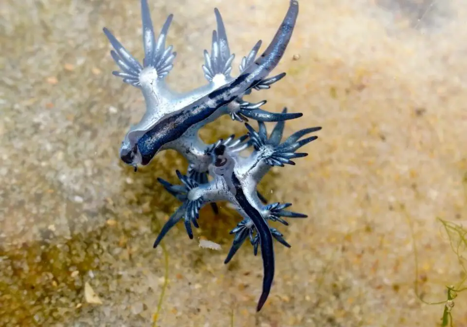 Why do you get gaps in your teeth as you age? (Everything You Need To Know)