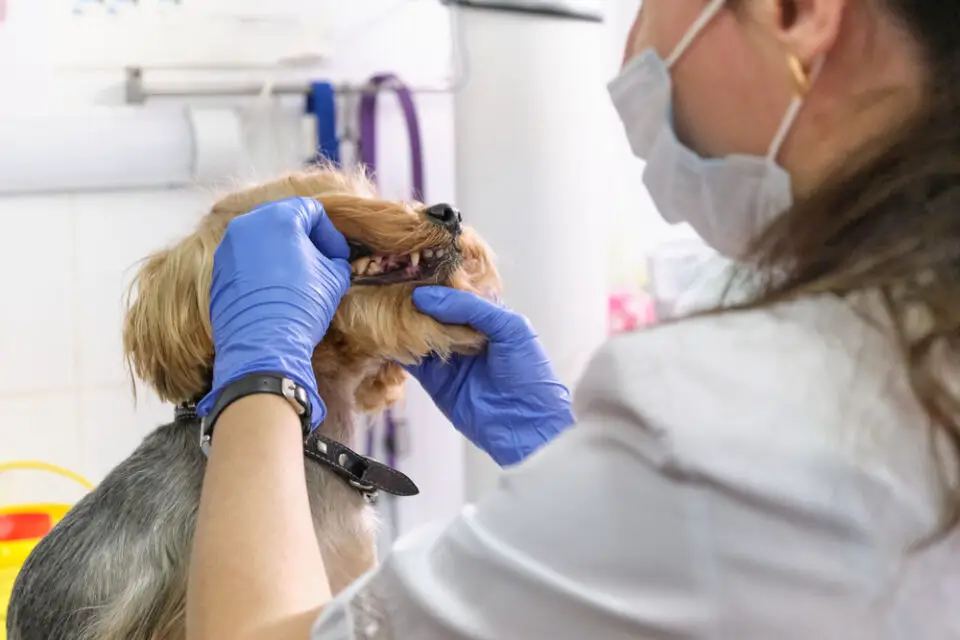 Can you fix receding gums? (nonsurgical and surgical treatment options)
