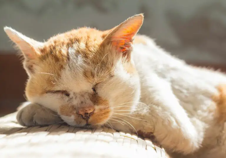Why Do Older Cats Lose Their Teeth? (How to Take Care of Them)