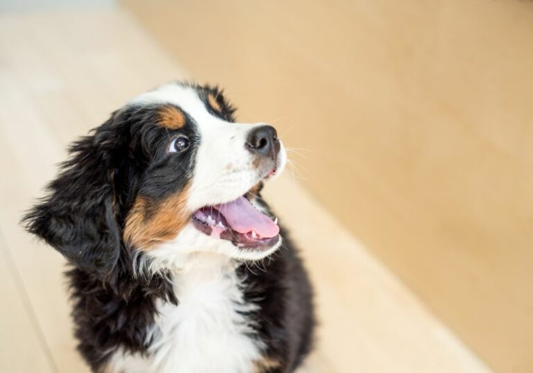 Why Do Male Dogs Chomp Their Teeth? (Detailed Explanation)