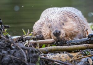Why Are Beaver Teeth Brown? (Fun Facts)