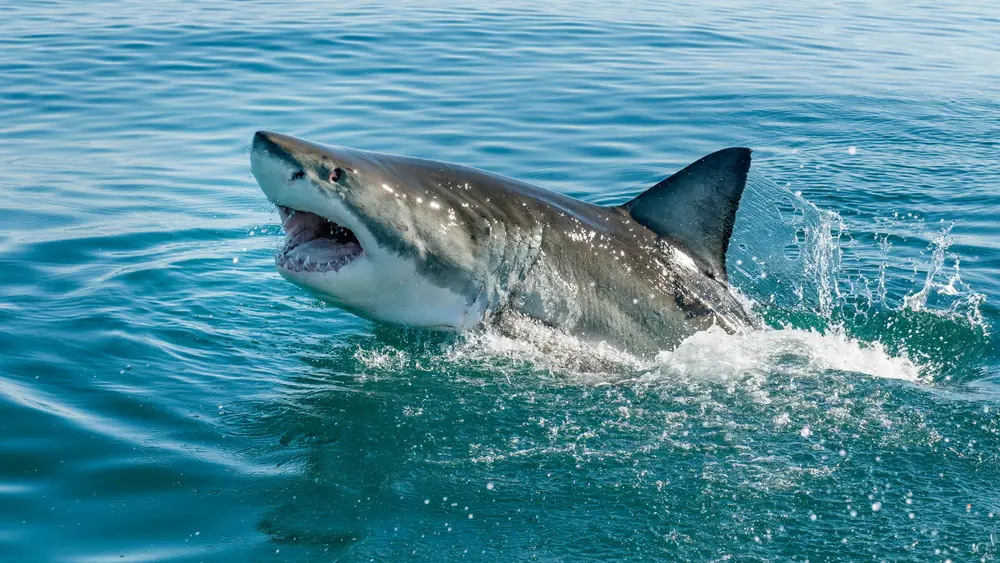 Can a shark be toothless? (Facts about shark's teeth)