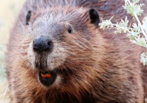 Why Are Rodent Teeth Orange? (Purposes & Future Applications)