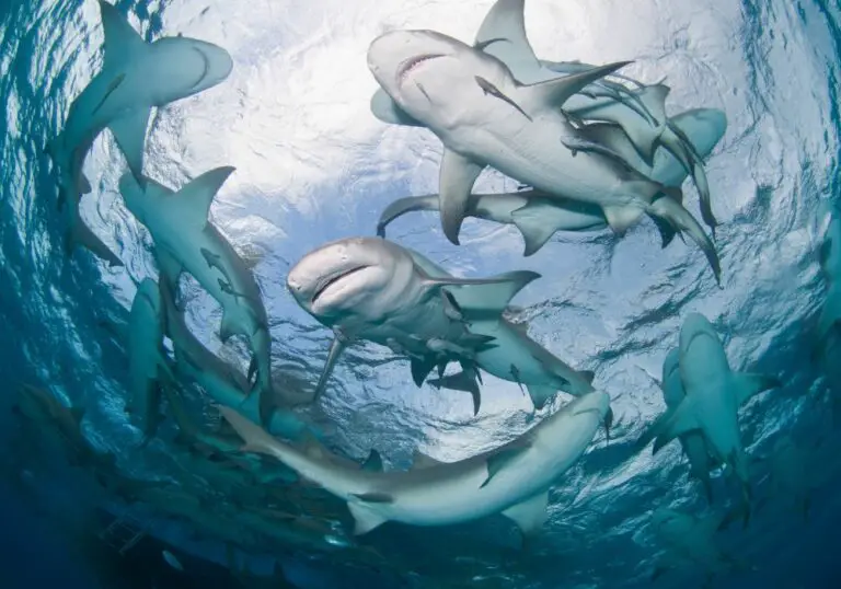 Can Sharks Really Have 50,000 Teeth? Exploring the Fascinating World of ...
