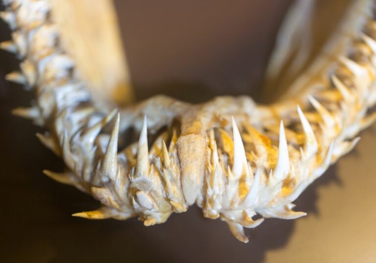 Why Do Sharks Have 3000 Teeth? (Fun Facts)