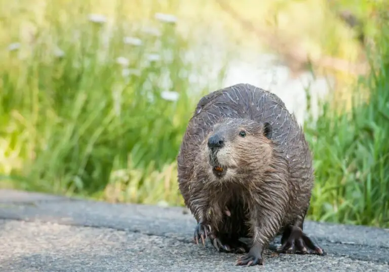 Why Do Beavers Teeth Never Get Worn Down? (Everything You Want To Know)