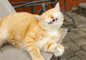 Why Is My Cat Chattering His Teeth? (A Comprehensive Guide)