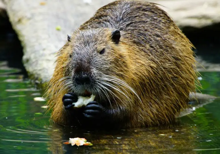 Why Do Beavers Teeth Never Get Worn Down? (Everything You Want To Know)