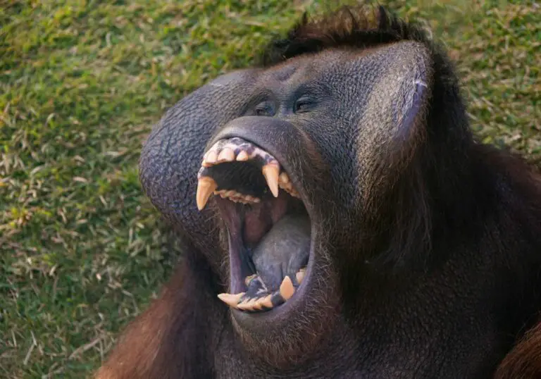 Why Are Gorilla Teeth So Big? (Fun Facts)