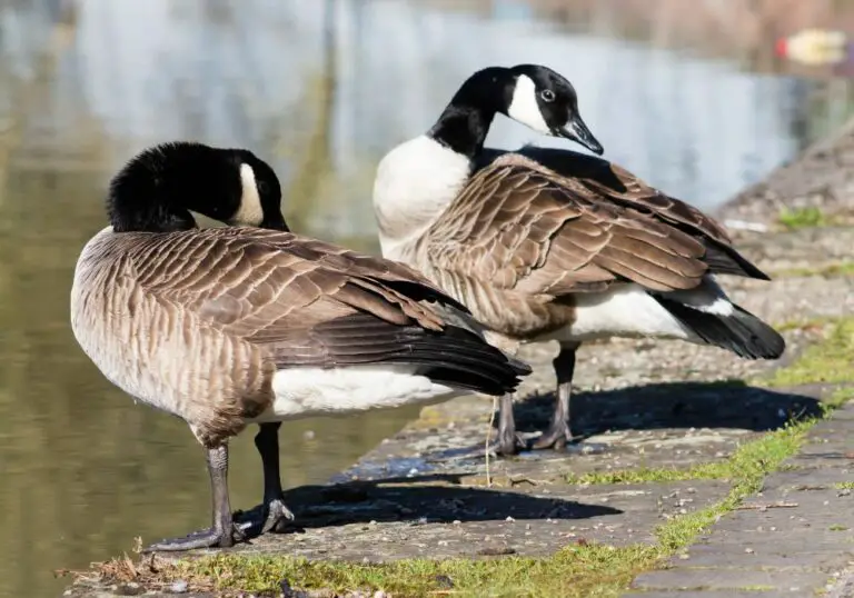 Why Do Canada Geese Have Teeth? (Key Facts)