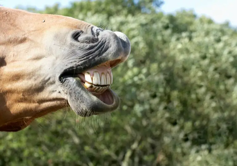 Why Are Horses Teeth The Way They Are? (An In-Depth Look At Horse Teeth)
