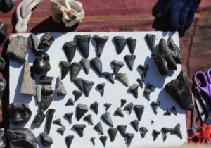 Why Do Sharks Have 3000 Teeth? (Fun Facts)