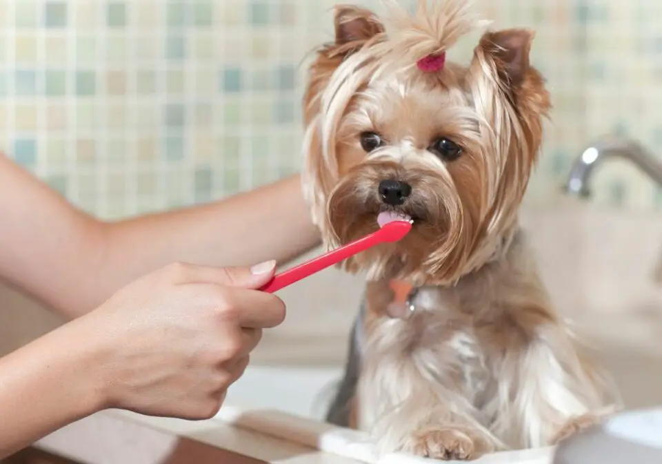 Can You Brush Your Dog's Teeth With Human Toothpaste? (Ultimate Guide)