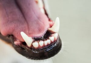 Can I Get Metal Teeth For My Dog? (Everything You Need To Know)