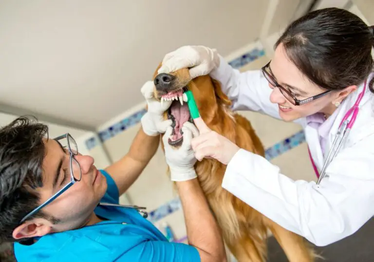 Can Vet Clean Dogs Teeth Without Anesthesia? (Pros & Cons)
