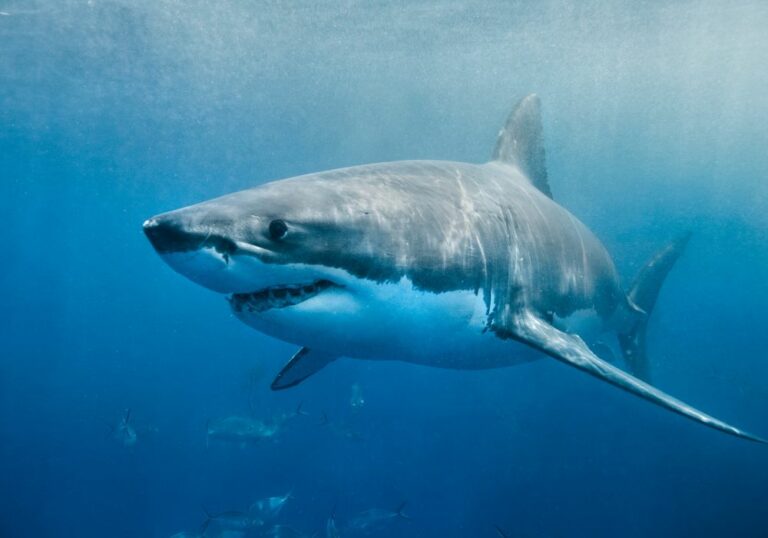 Can a shark be toothless? (Facts about shark's teeth)