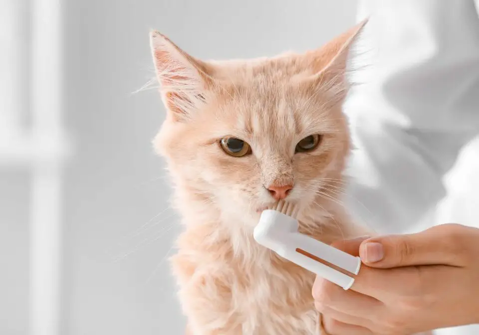 Can I Use Human Toothpaste On My Cat? (Everything You Need To Know)