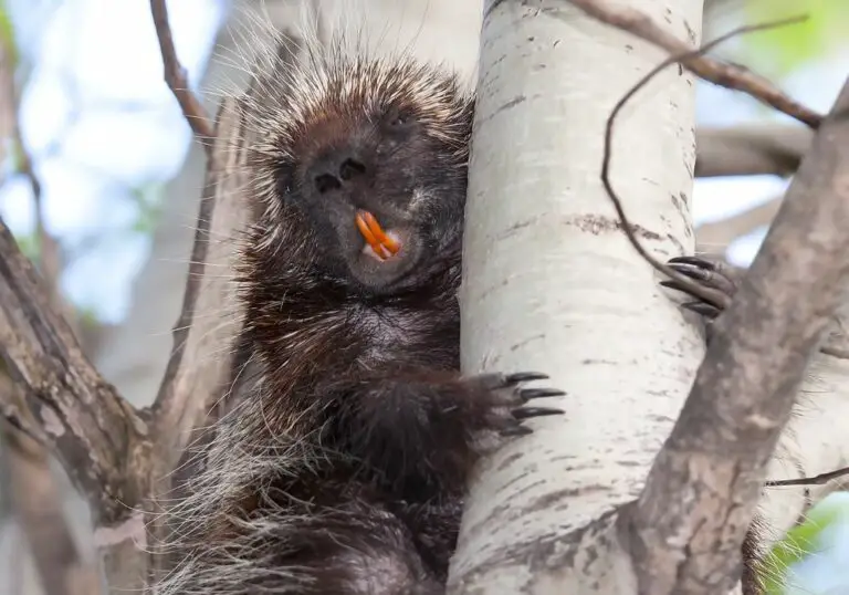 Why Are Rodent Teeth Orange? (Purposes & Future Applications)
