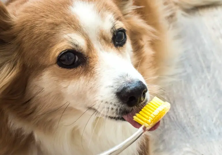 Can You Brush a Dog's Teeth with Regular Toothpaste? A Guide to Keeping ...