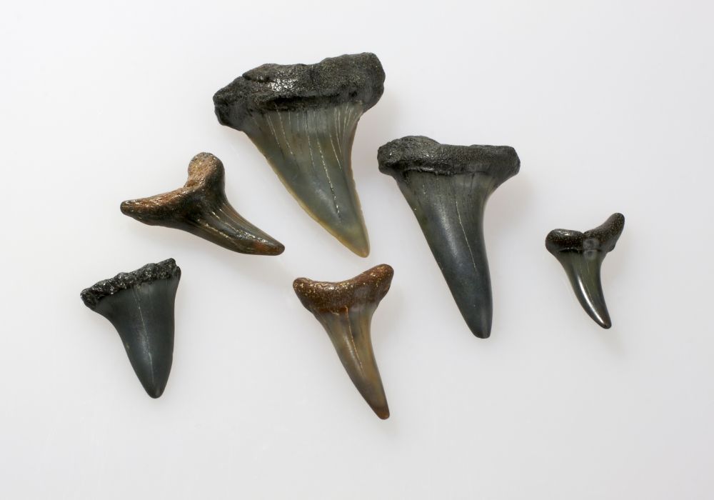 Orrorin Tugenensis Teeth