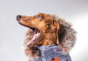 Why Does My Dog Chomp His Teeth In The Air? (Causes & Ways To Stop)