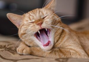 Can Cats Live With Missing Teeth? (Everything You Need To Know)