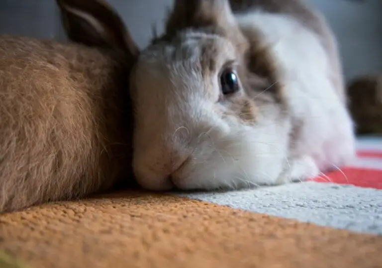 Why is my bunny making noises with his teeth? (Everything You Need To Know)
