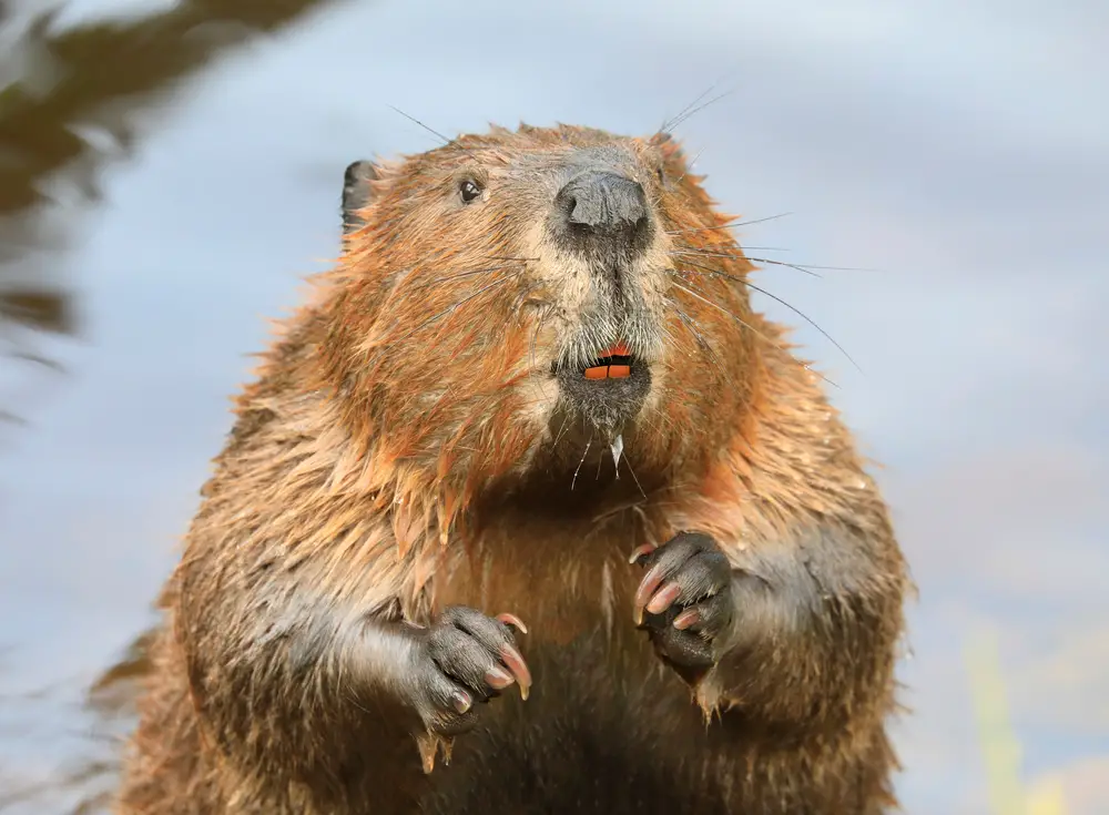 Why Do Beavers Teeth Never Get Worn Down? (Everything You Want To Know)
