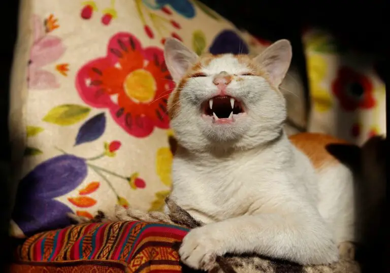 What Mammals Have Canine Teeth? (4 types)