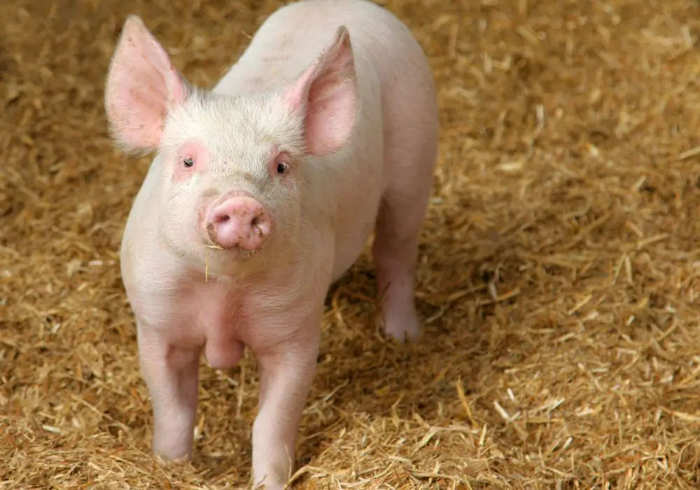 Why Do Pigs Chatter Their Teeth? (All You Need To Know)