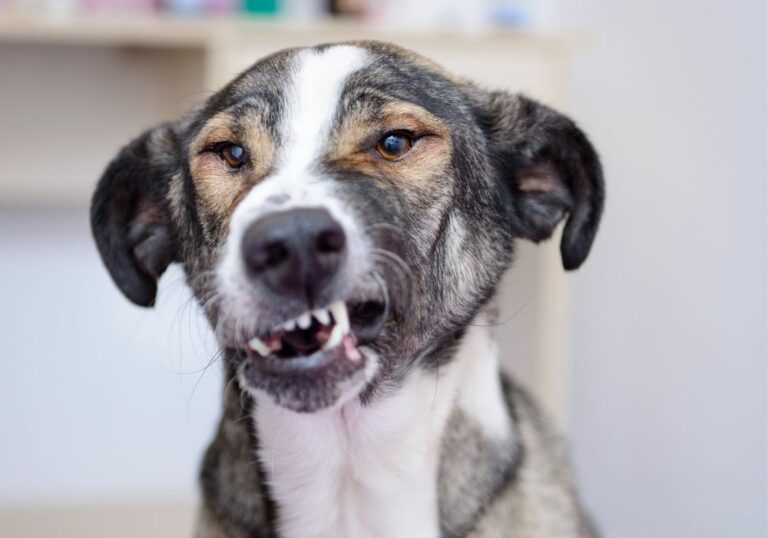Can I Get Metal Teeth For My Dog? (Everything You Need To Know)