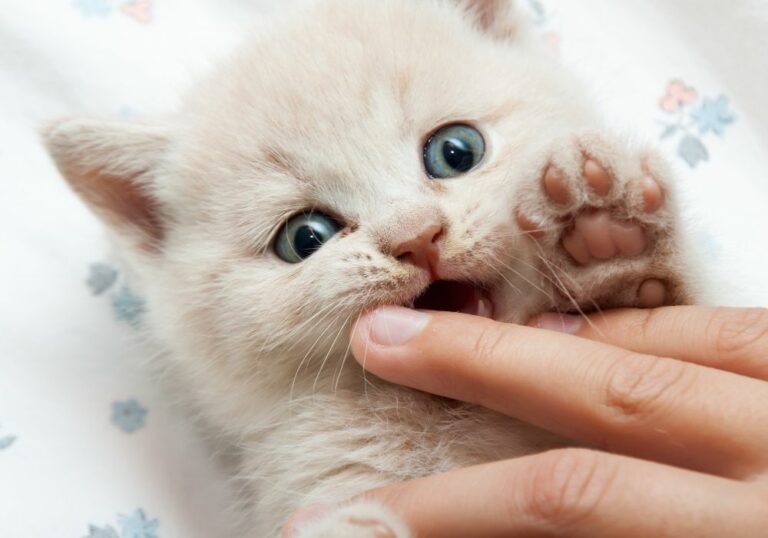 Why Are My Kitten's Teeth So Sharp? (Milk Teeth Facts)