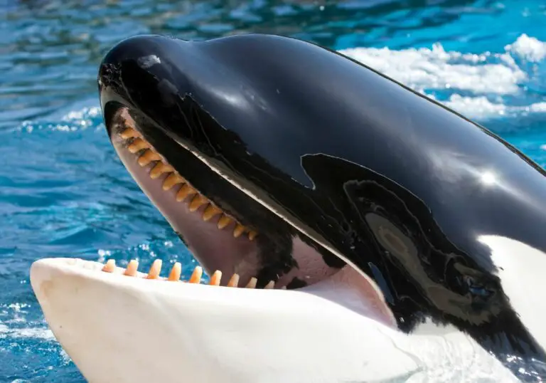 Which Whales Are Toothed? A Quick Guide to Toothed Whales